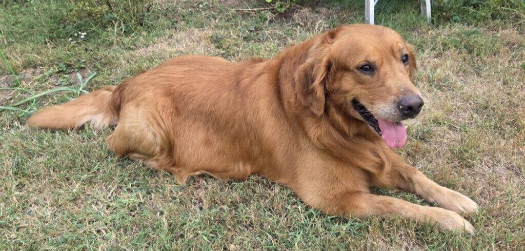 COPPER (25-036) and BLEU (25-037) | GRREAT